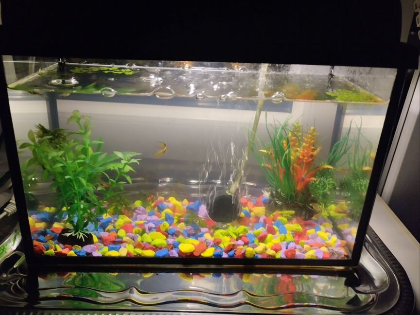 Аквариум с рыбками и креветками
