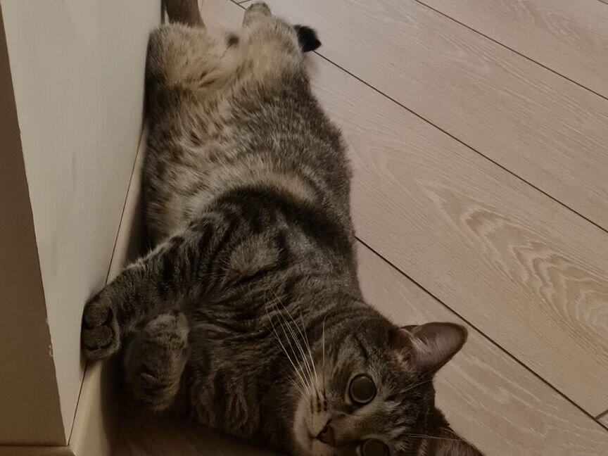 Отдам кота в добрые руки