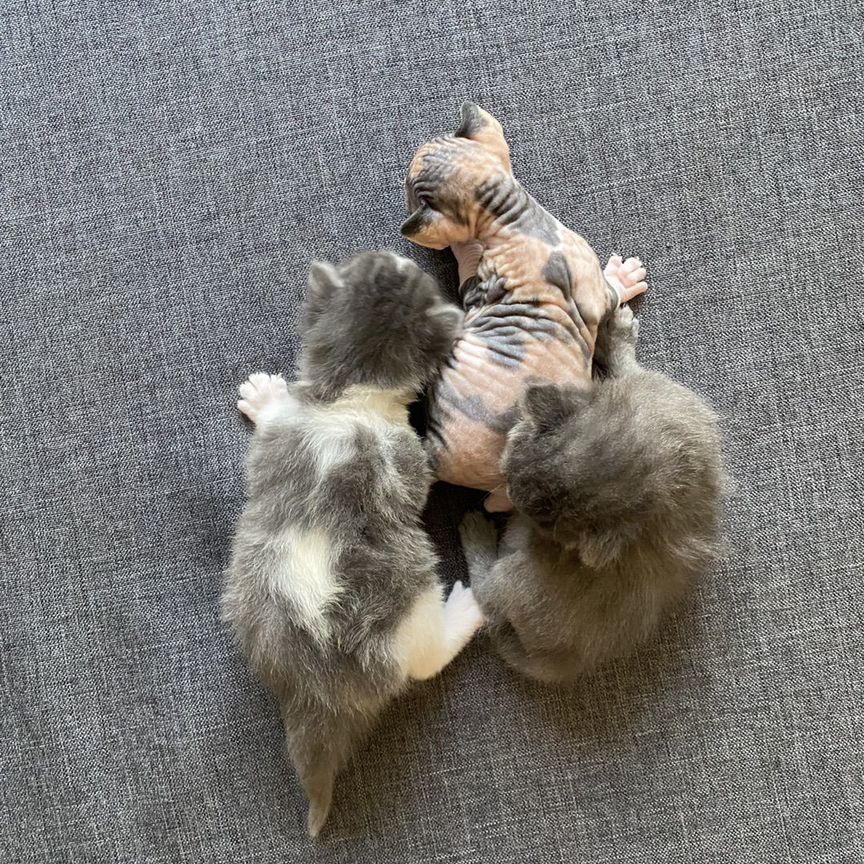 Котята в добрые руки донской сфинкс