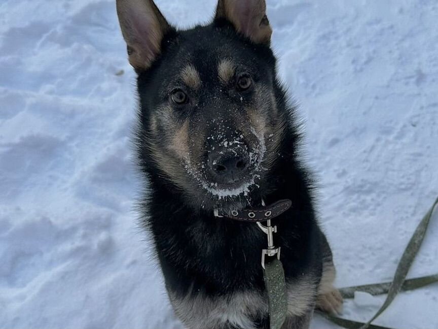 Собака в добрые руки отдам бесплатно