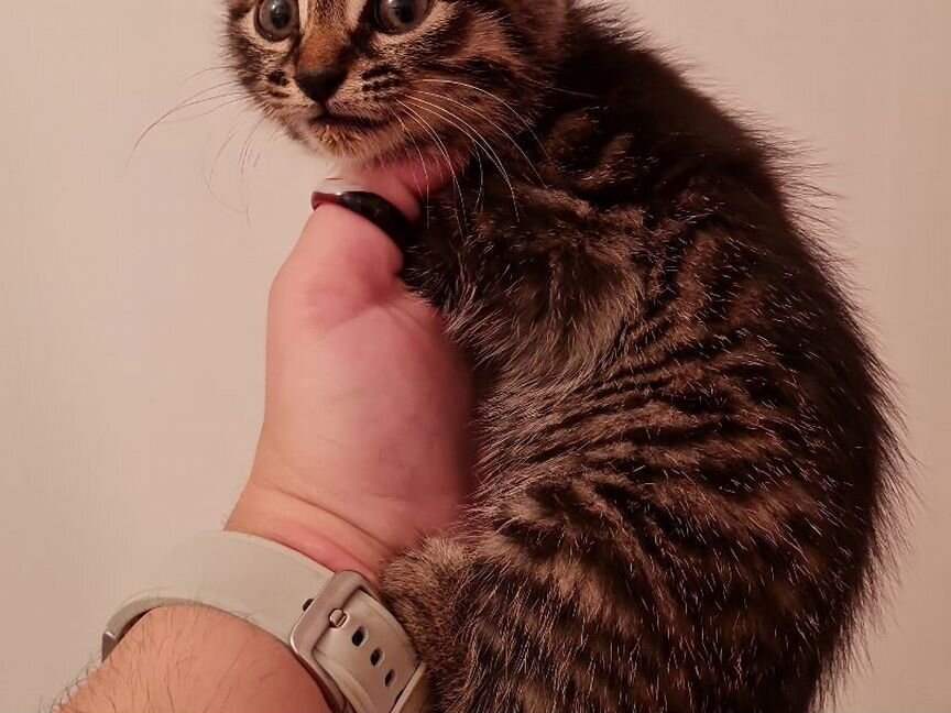 Маленькая леди котенок ищет добрые ручки)