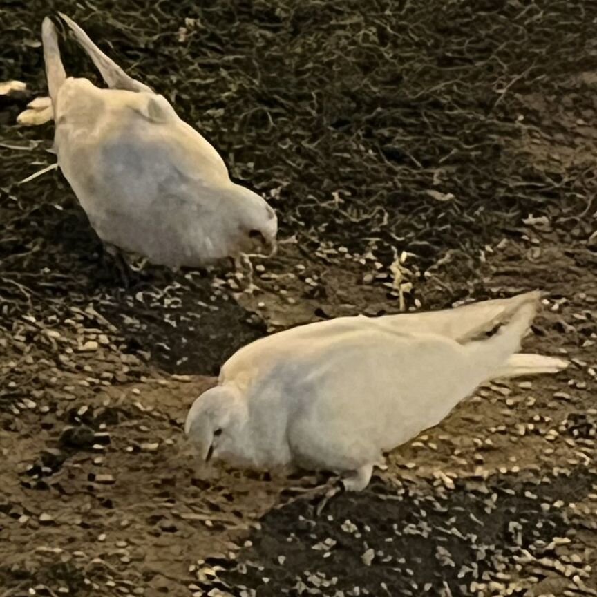 Голуби белый(с кольцами)