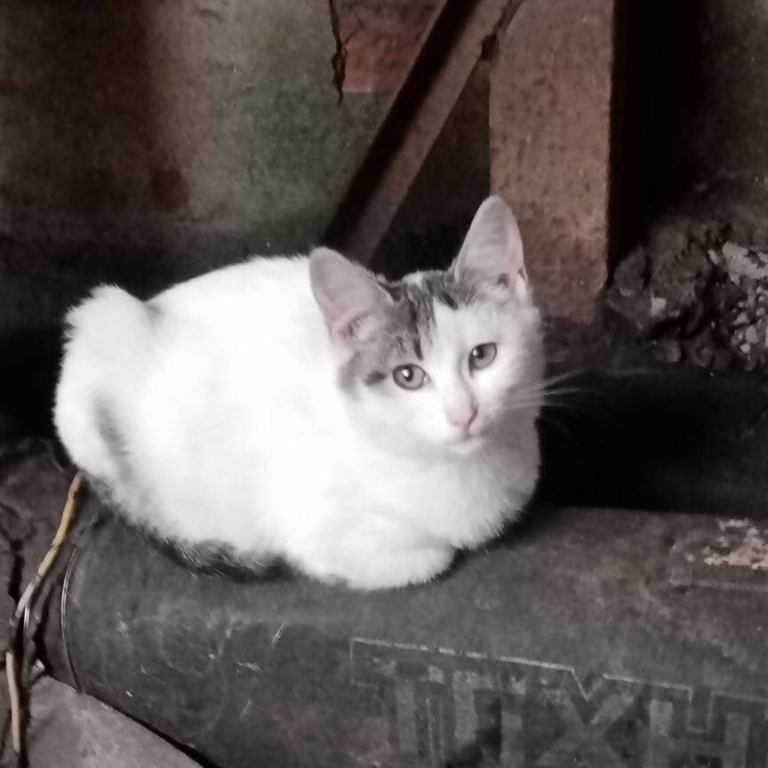 Кошка