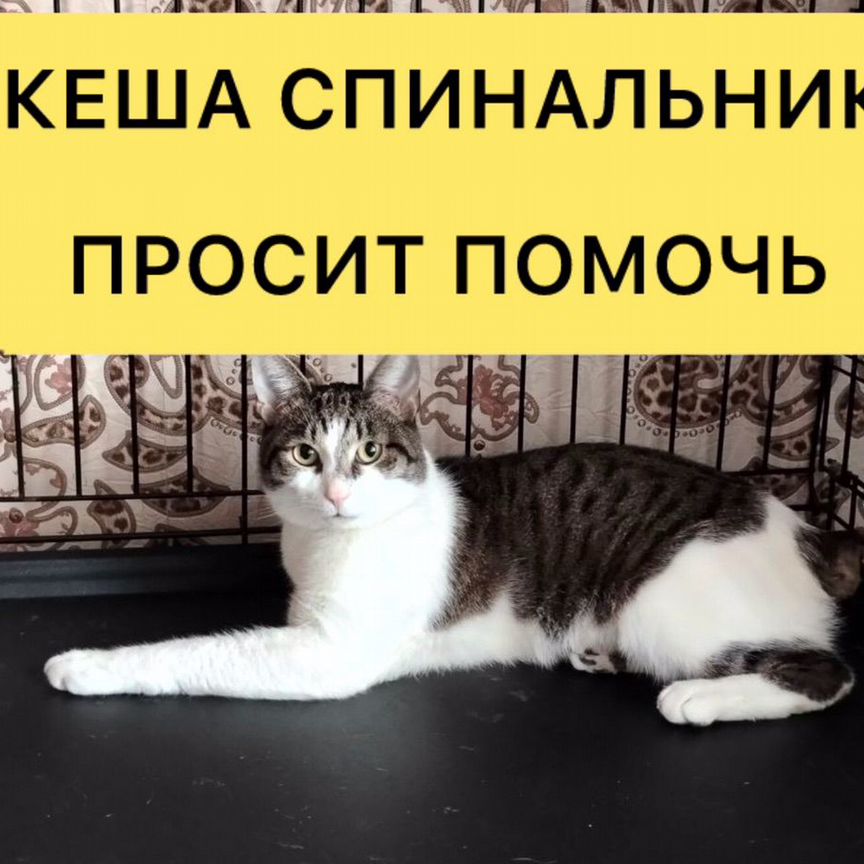 Взрослый кот в добрые руки