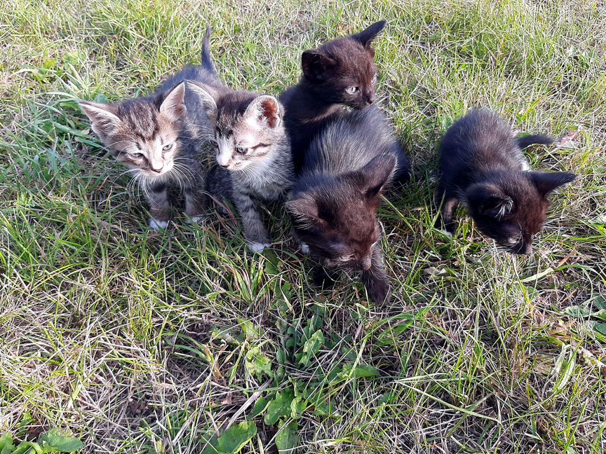Черные и серые котята в хорошие руки
