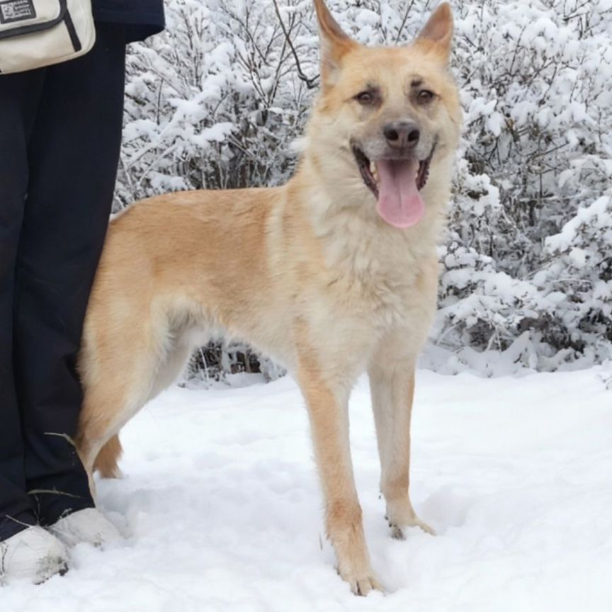 Взрослый пёс в добрые руки