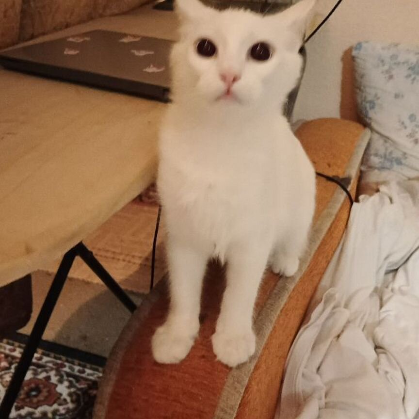 Ангорский кот