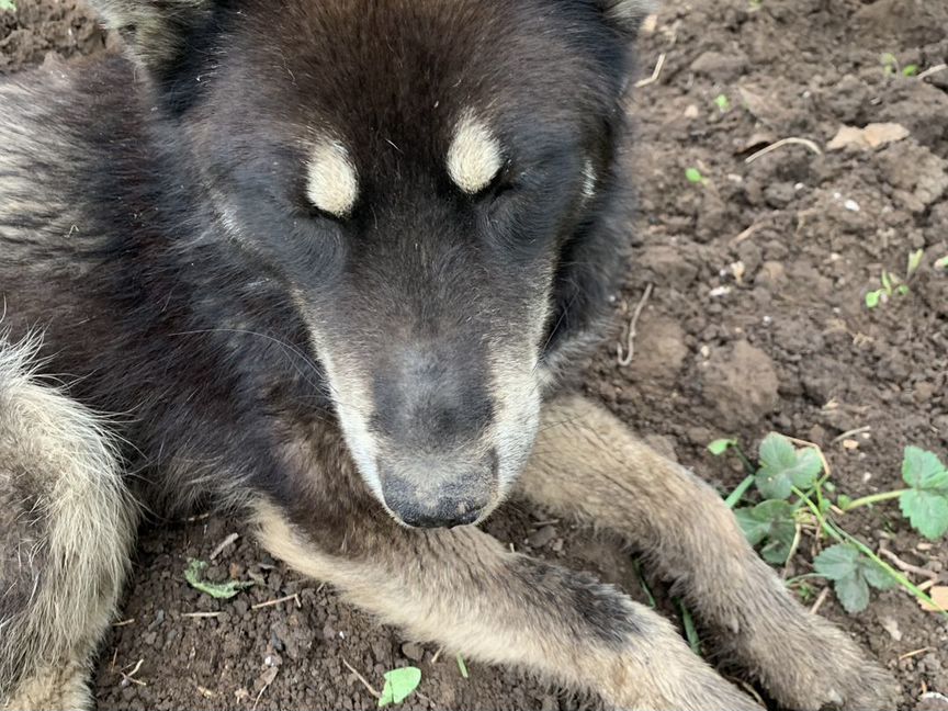 Найдена собака мальчик