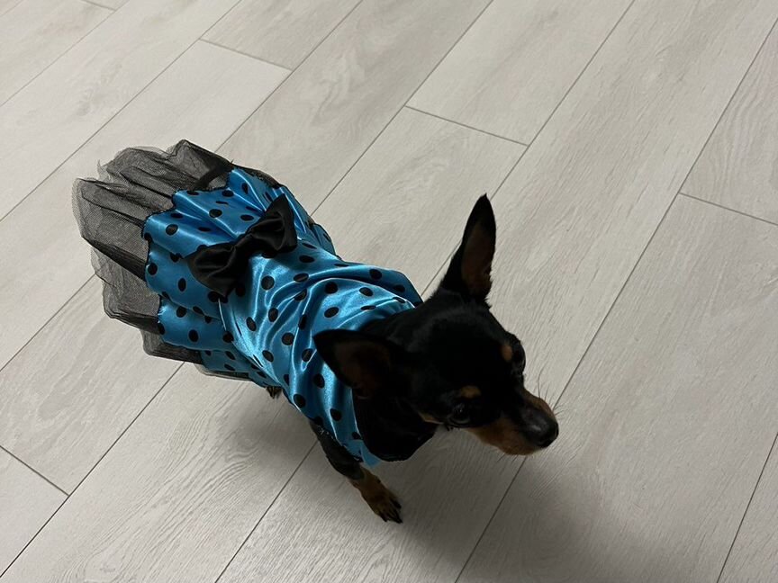 Платье для собачки