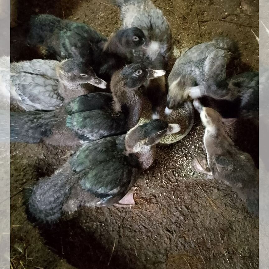 Мускусные утки