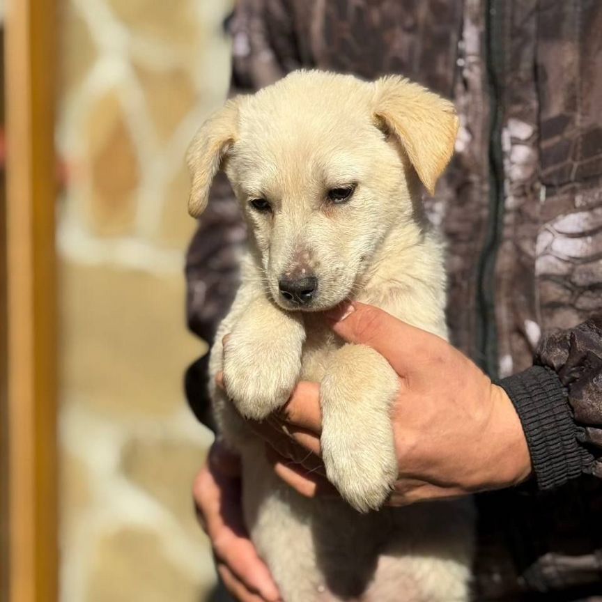 Щенок в добрые руки бесплатно