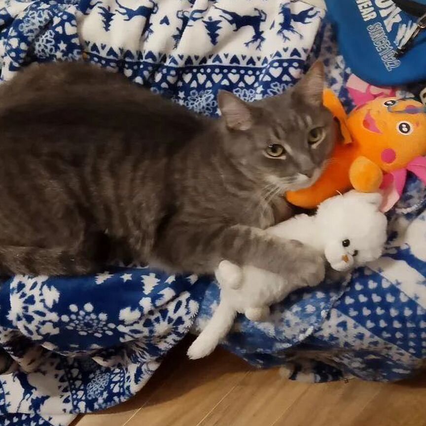 Взрослый кот в добрые руки