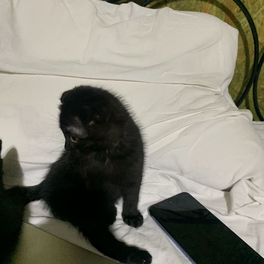 Миа ищет дом