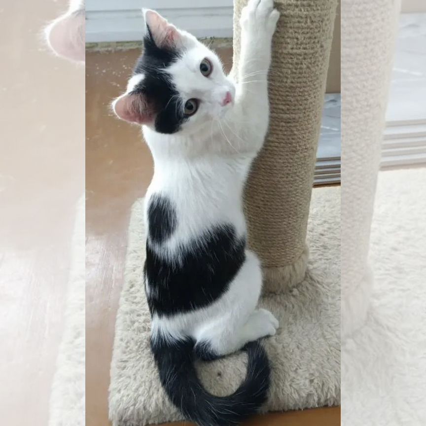 Котёнок в добрые руки