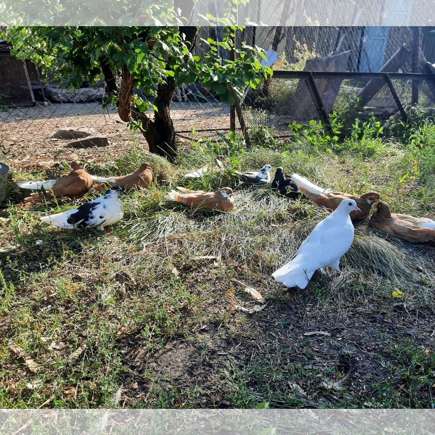 Полтавские голуби