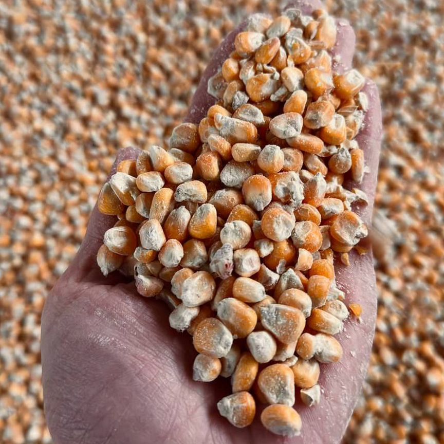 Кукуруза фуражная оптом