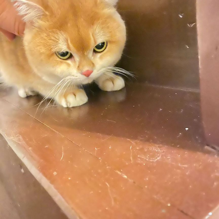 Вязка котик