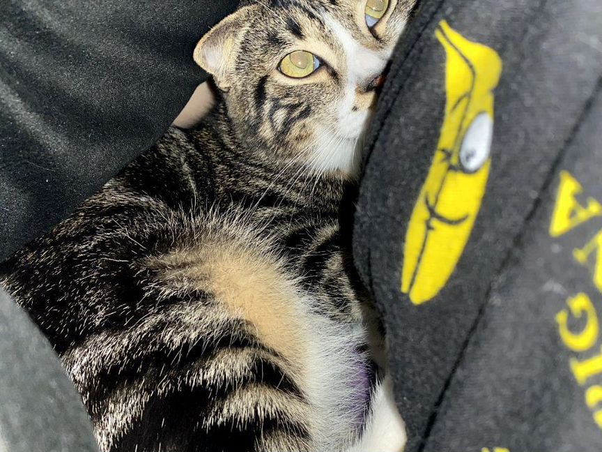 Породистый котик