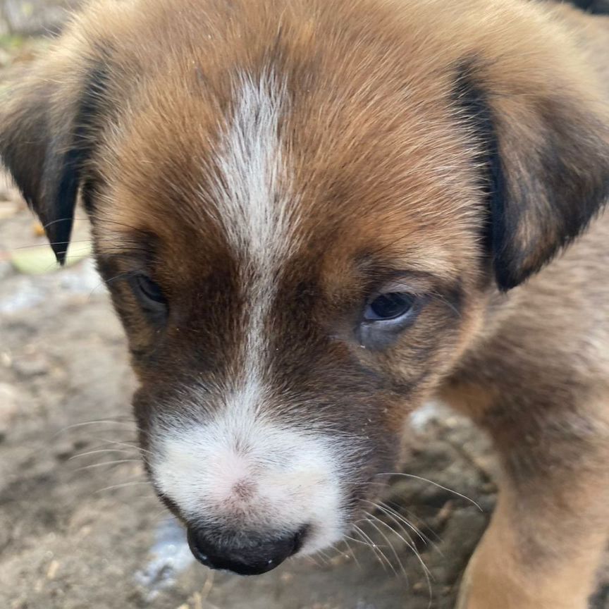 Щенок в добрые руки бесплатно
