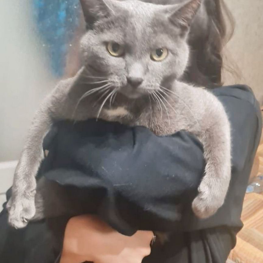 Котики бесплатно в добрые руки