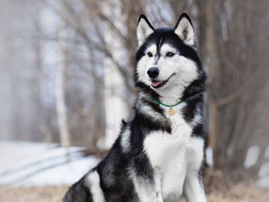 Молодой, ласковый и уютный хасик Гром