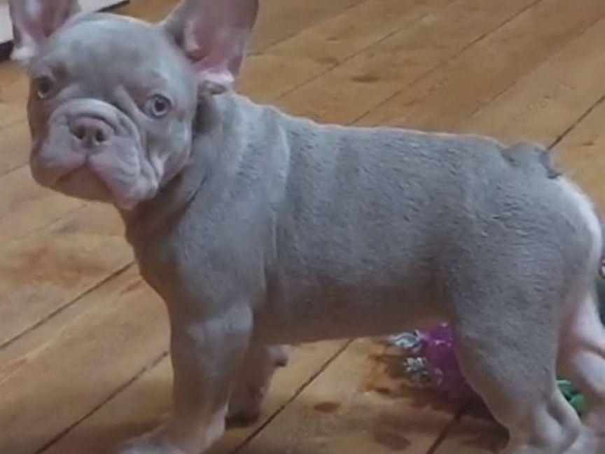 Изабелловая с подпалом нью шейд девочка