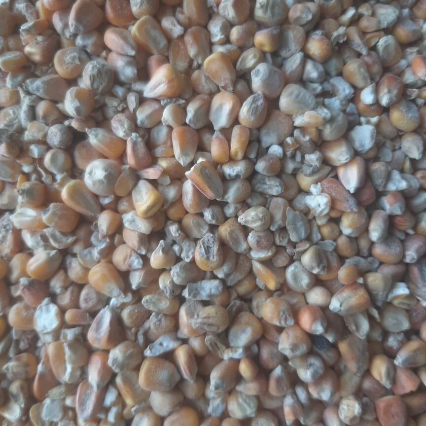 Кукуруза кормовая