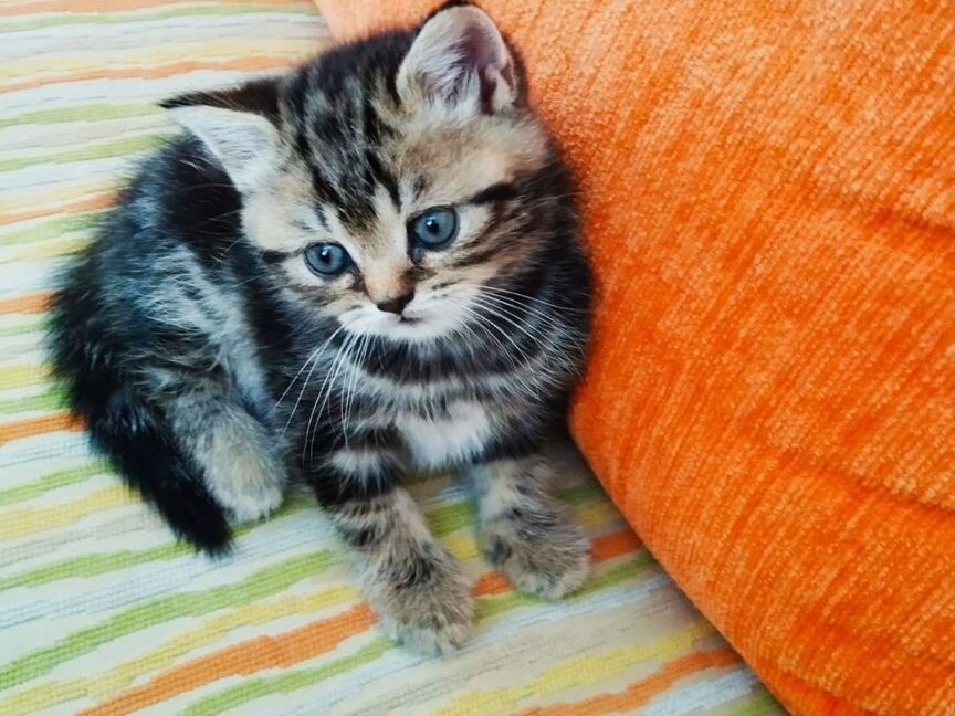 Кошки котята шотландские
