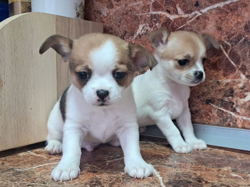 Чихуахуа мальчишки