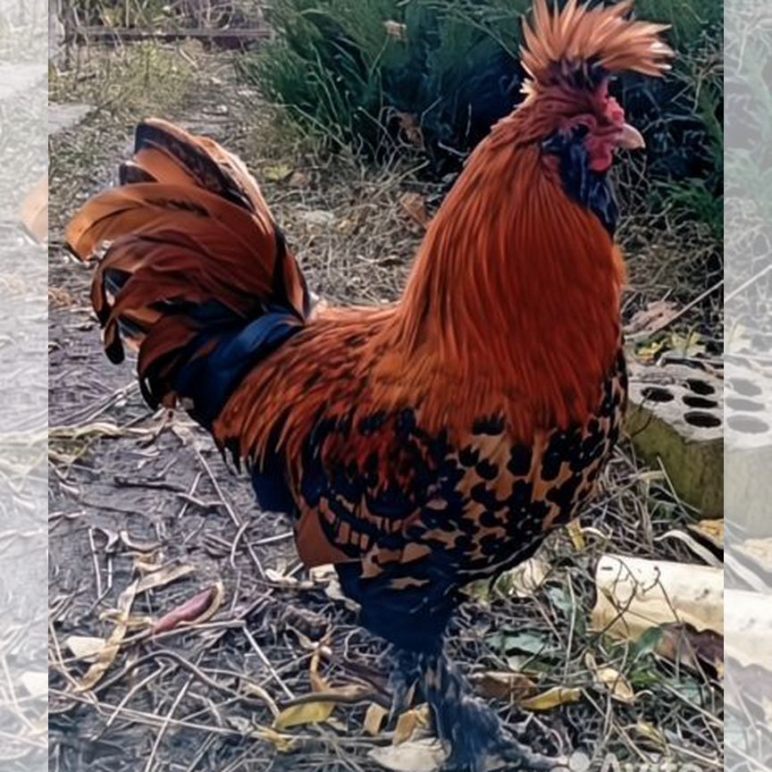 Петух павловское золото