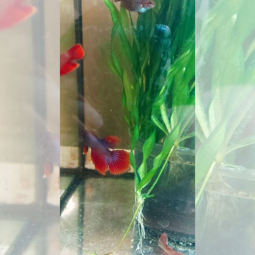 Рыба петушок