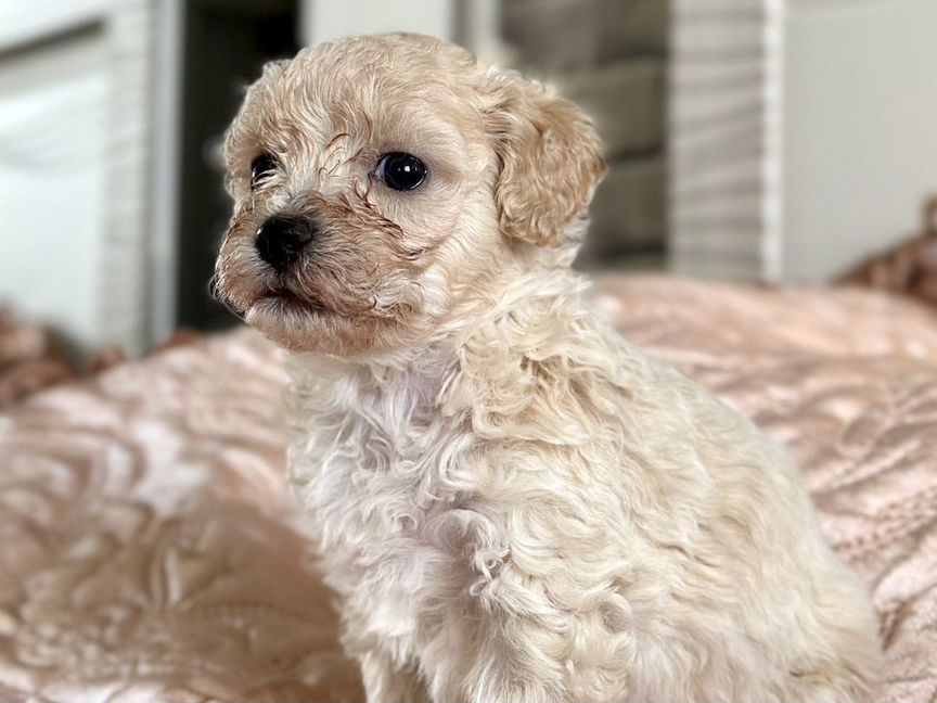 Мальтипу f1 мини