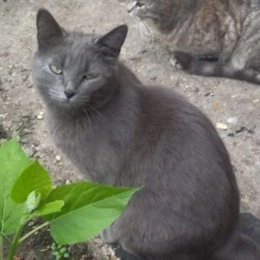 Русская голубая, взрослая кошка