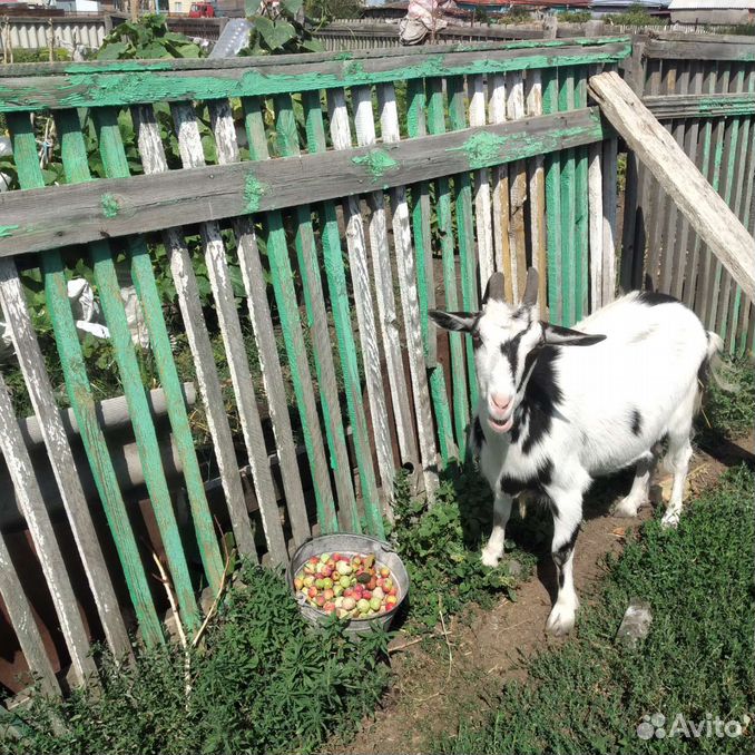 Альпийские козы