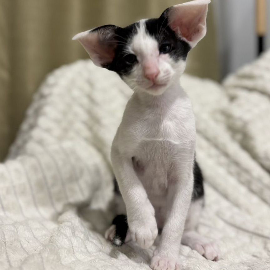 Ориентальный котёнок