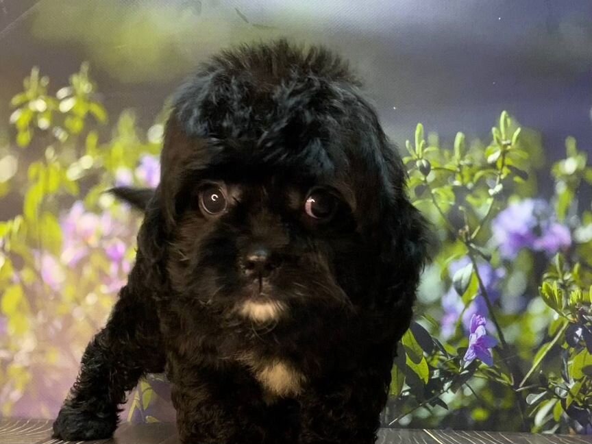 Кавапу. Мальтипу