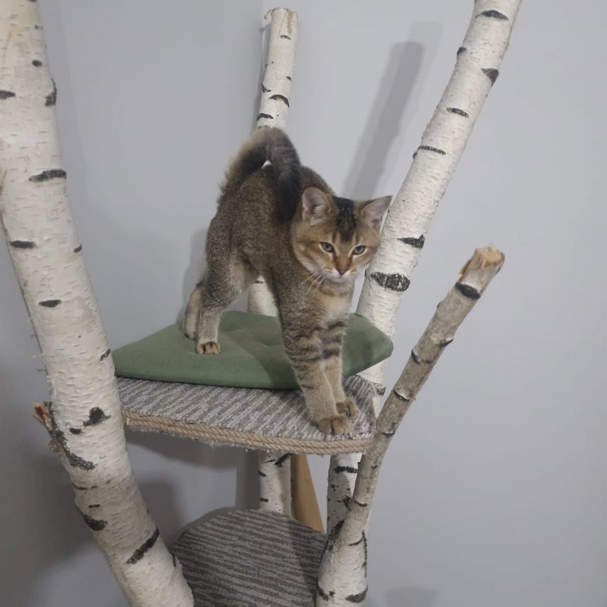 Кот кастрирован в добрые руки