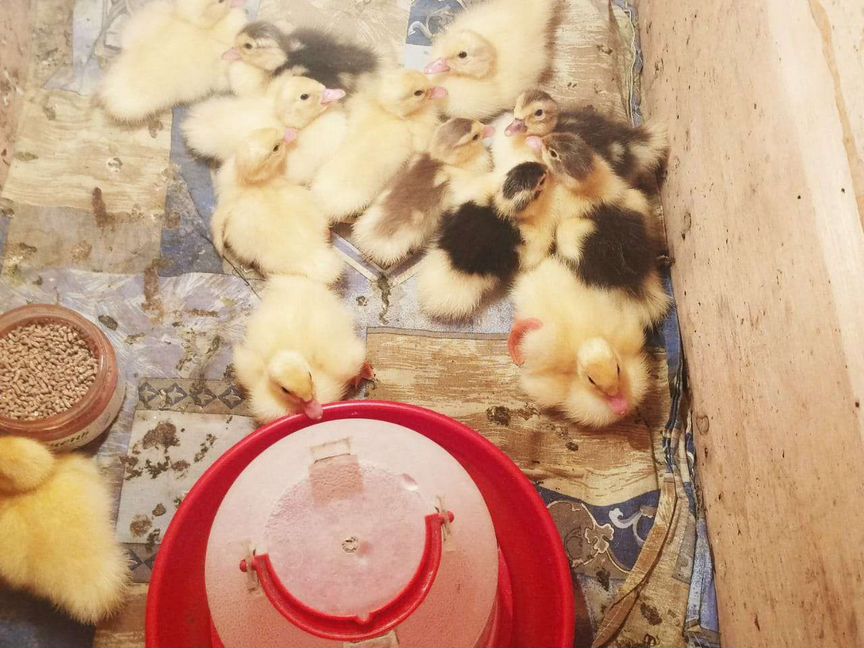 Мускусные утята