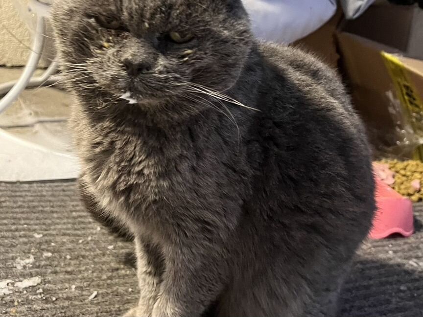 Пристроим кота британского