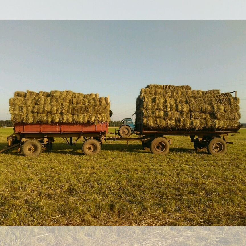 Сено в тюках