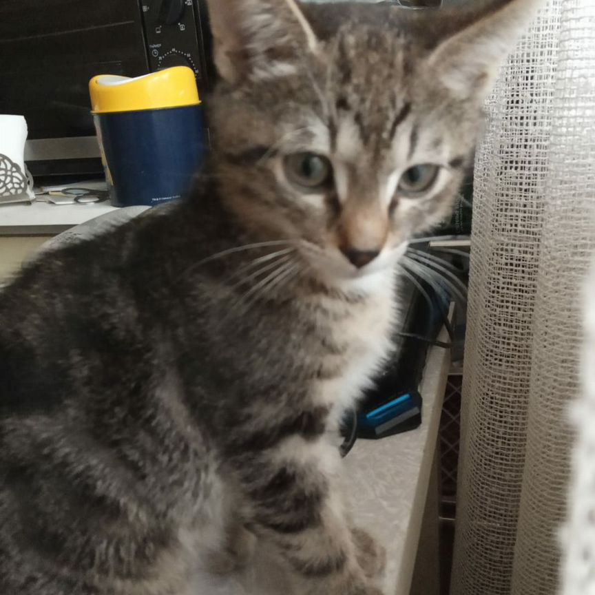 Котята ждут любящий и добрый дом