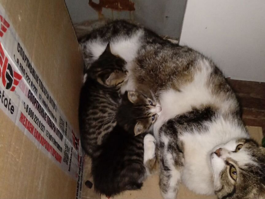 Кошка и котята