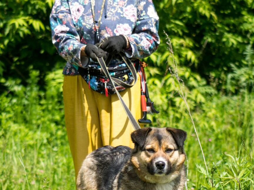 Идеальная домашняя собака ищет дом