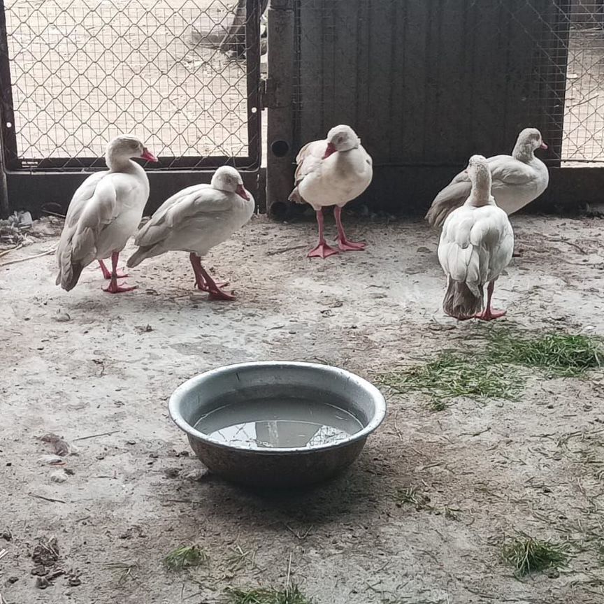 Белый Нильский Гусь