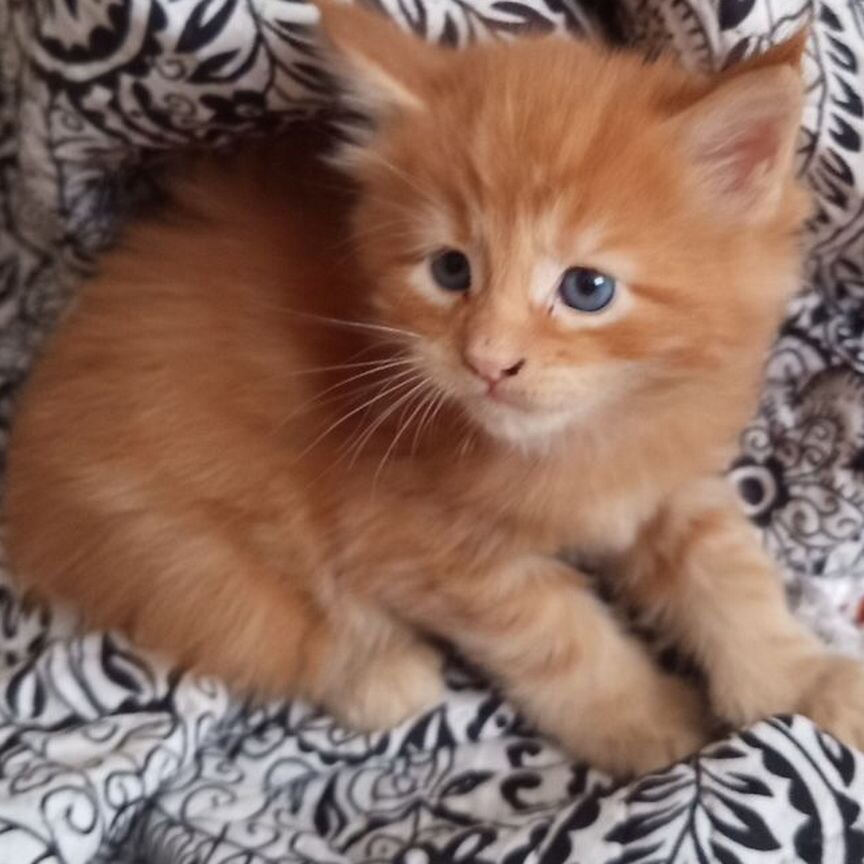 Мейн-кун котёнок