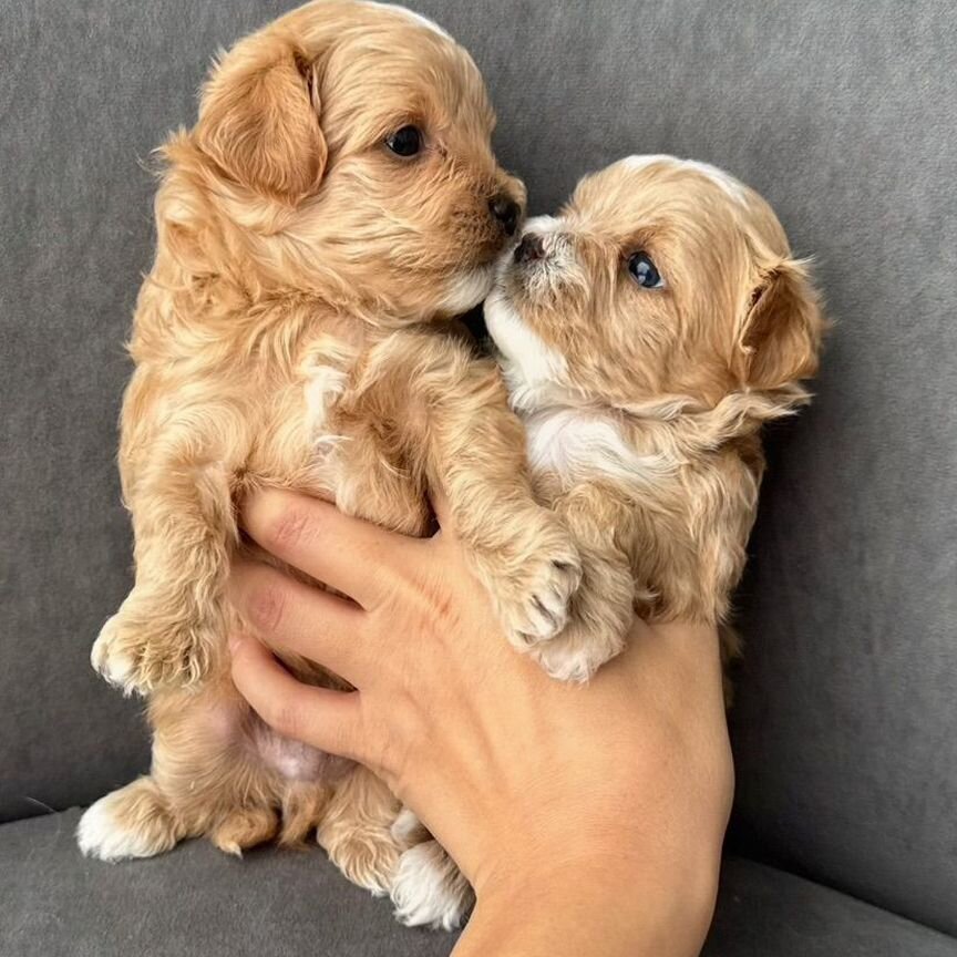 Мальтипу, щенок