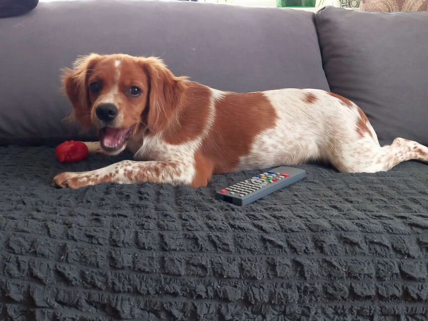 Бретонский эпаньоль щенки