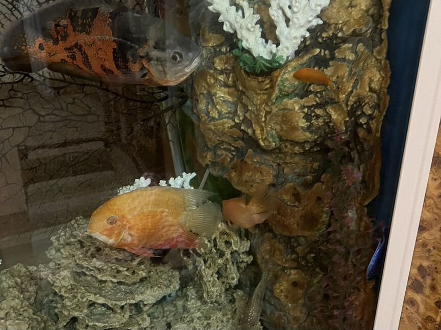 Аквариумные рыбки отдам бесплатно