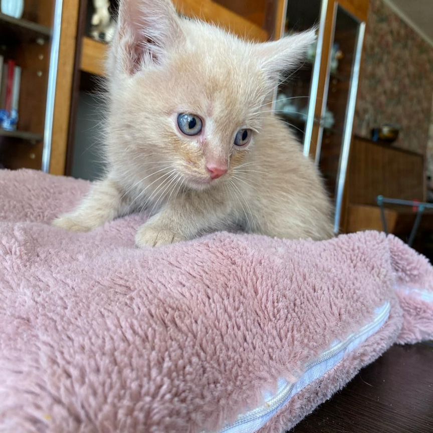 Котята в добрые руки бесплатно мальчик
