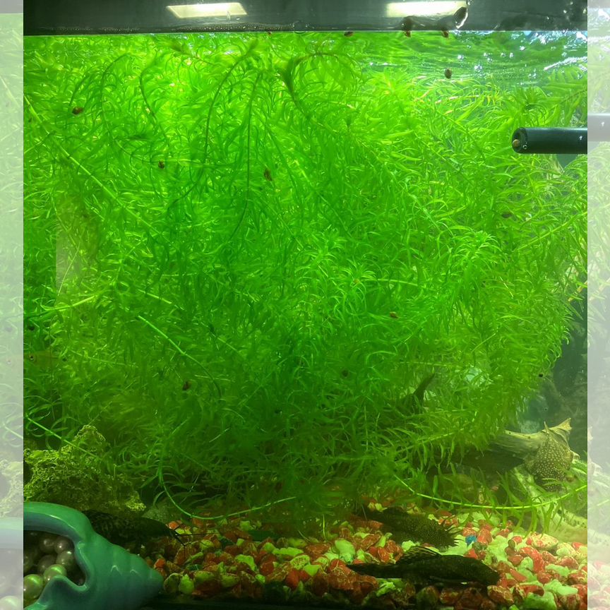 Прополка,отдам за шоколад Крупской